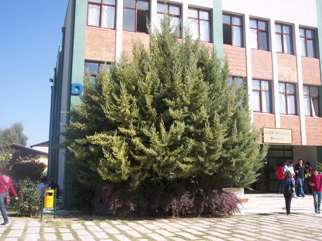 ATILIM ÜNİVERSİTESİ - Çevre Düzenleme Koordinatörlüğü - Cupressus ...